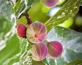 Rare Fig Cuttings - Etsy