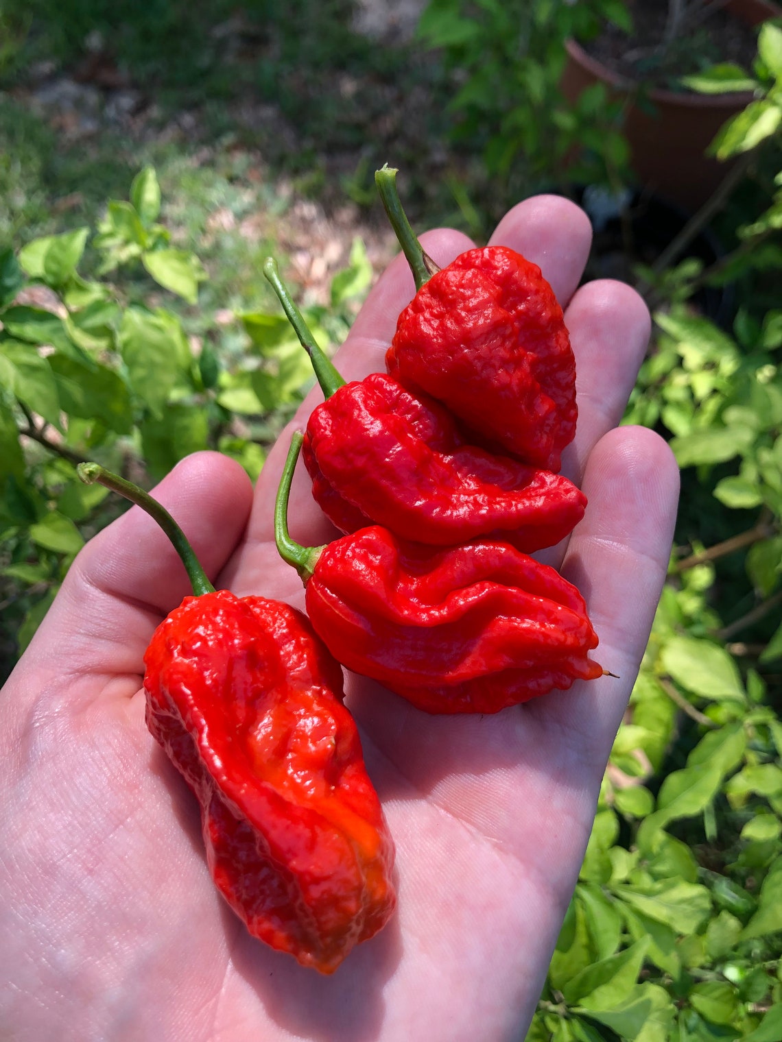Super Hot Pepper Mix - Etsy