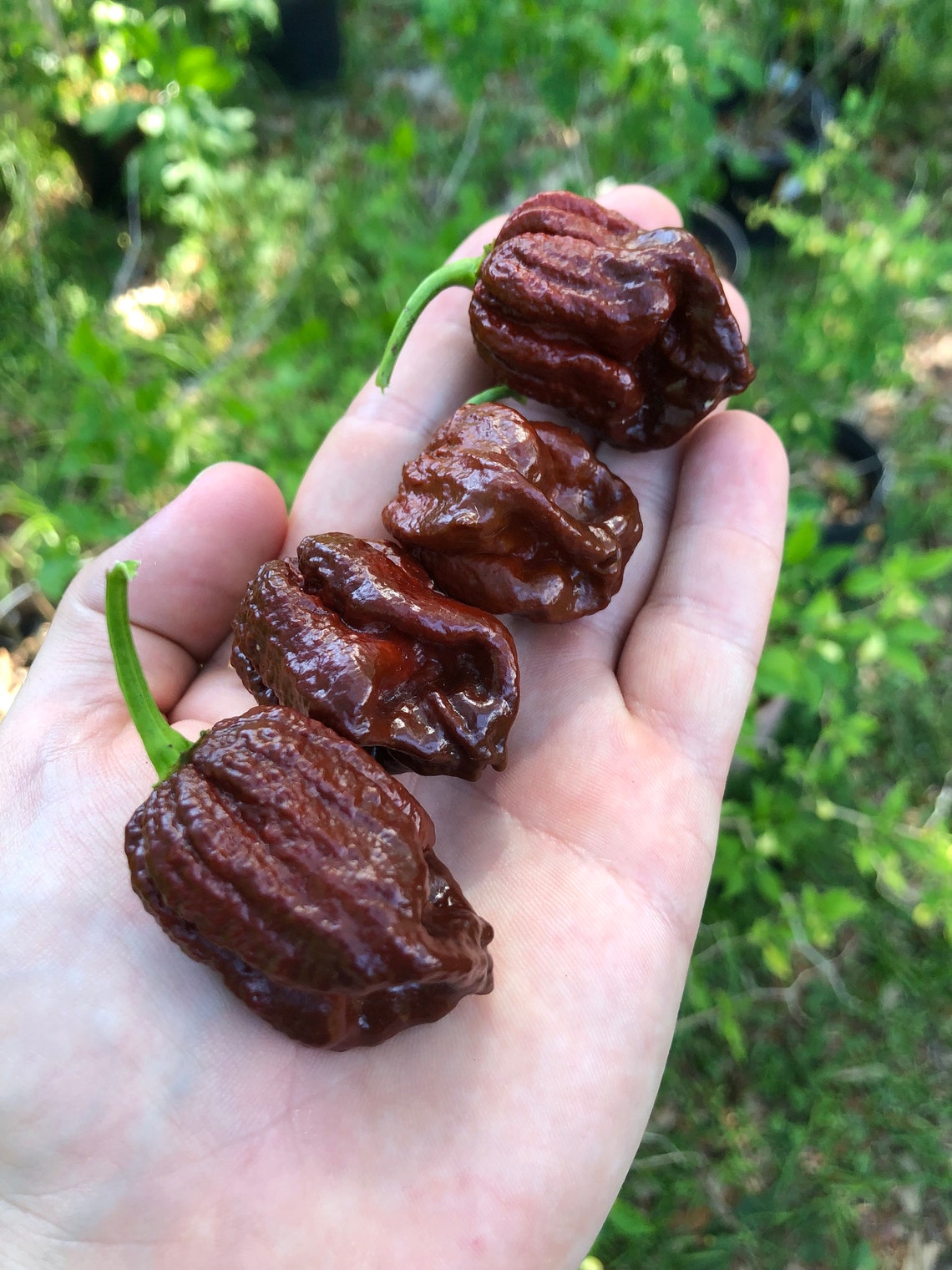 Super Hot Pepper Mix - Etsy