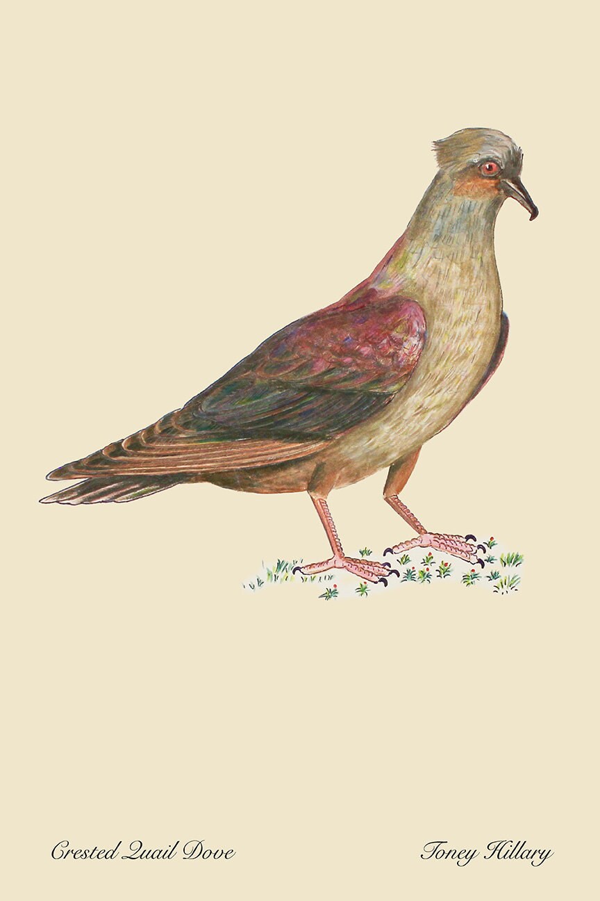 Jamaican Crested Quail Dove Bird Prints - Etsy