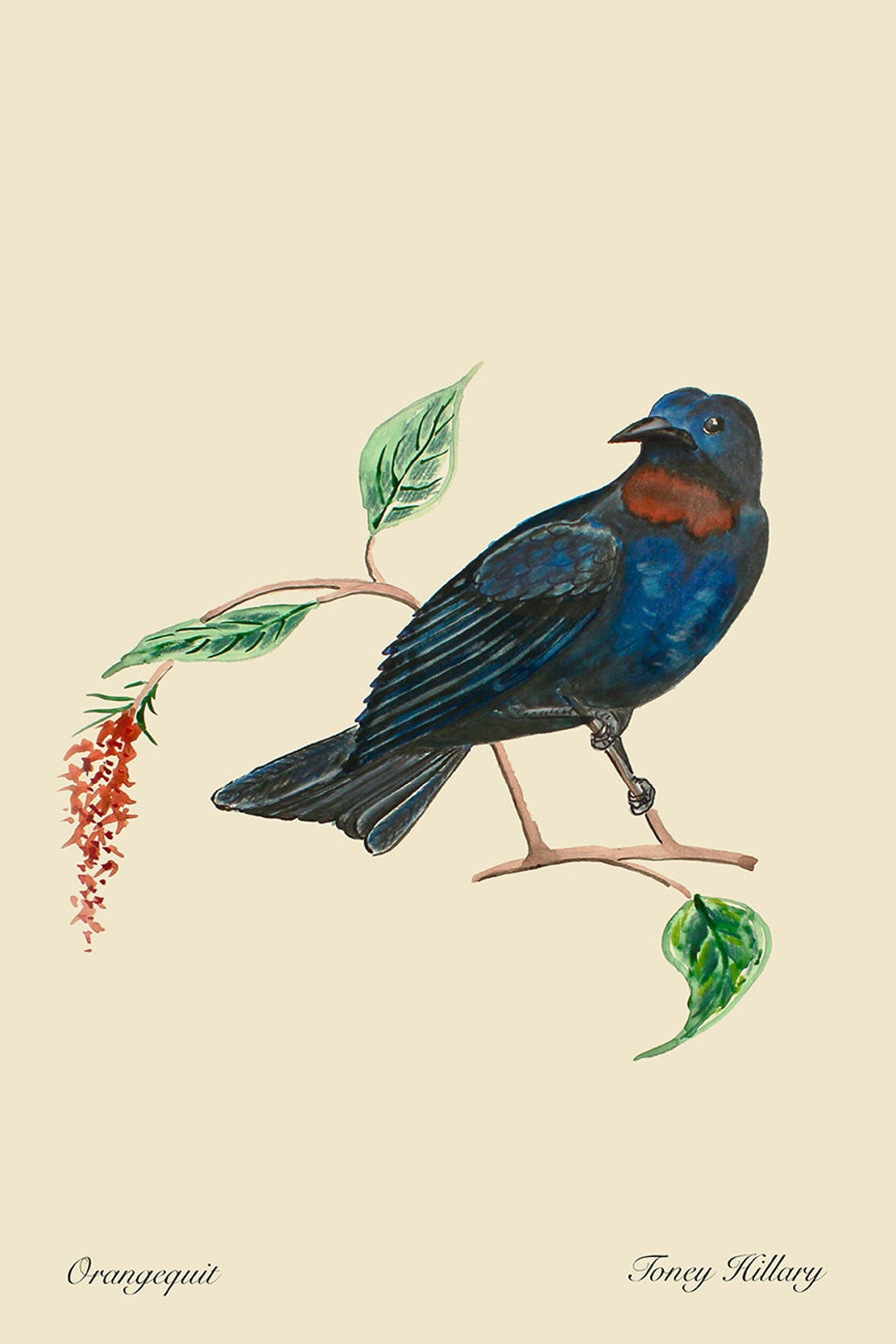 Jamaican Orange Quit Bird Prints - Etsy