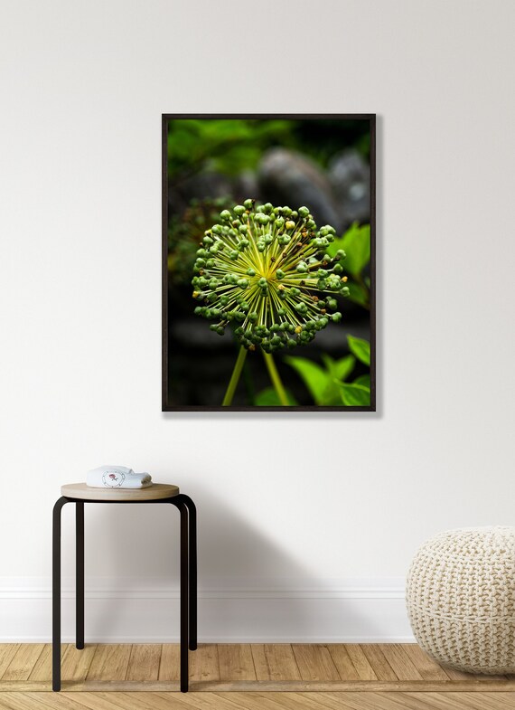 Allium Color Digital Downloadable Print - Etsy
