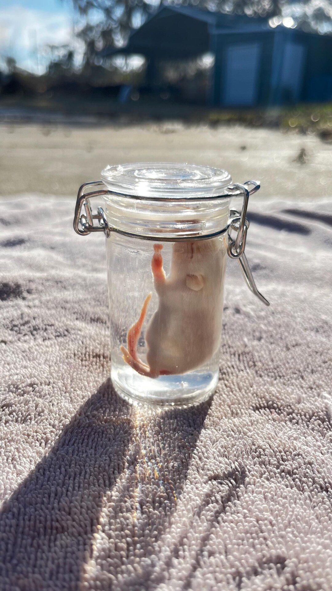 Wet Specimen- Small Mice - Etsy