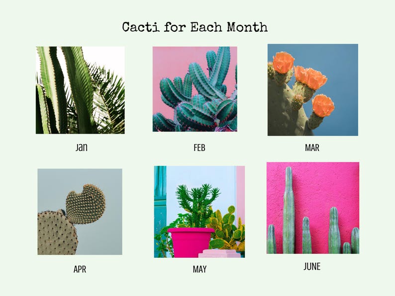 Cactus Lover Wall Calendar, Cacti Photography 2026 2027 Calendar ...