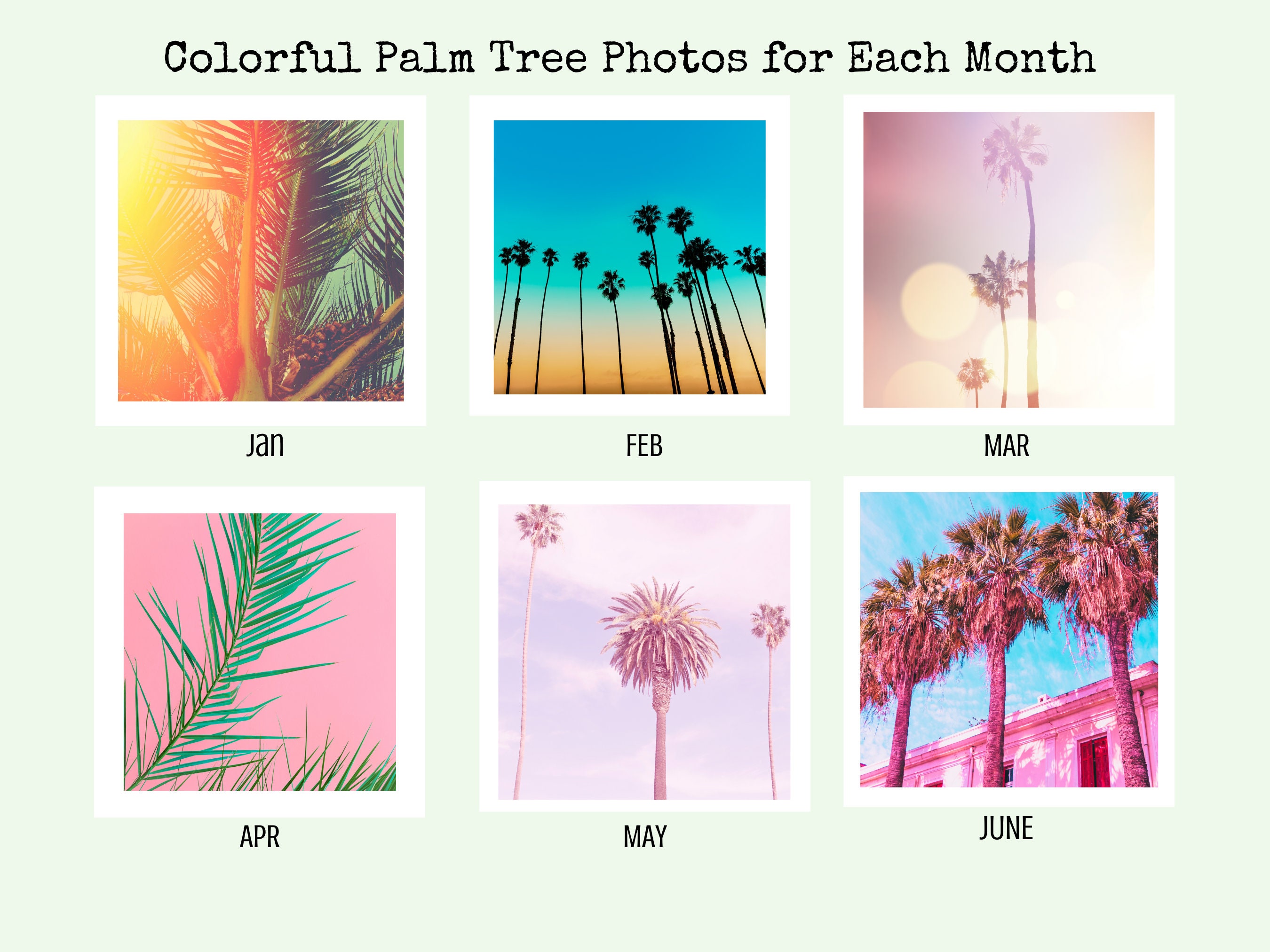 Palm Trees Wall Calendar – 2026 2027 Tropical Sunset Photography House ...
