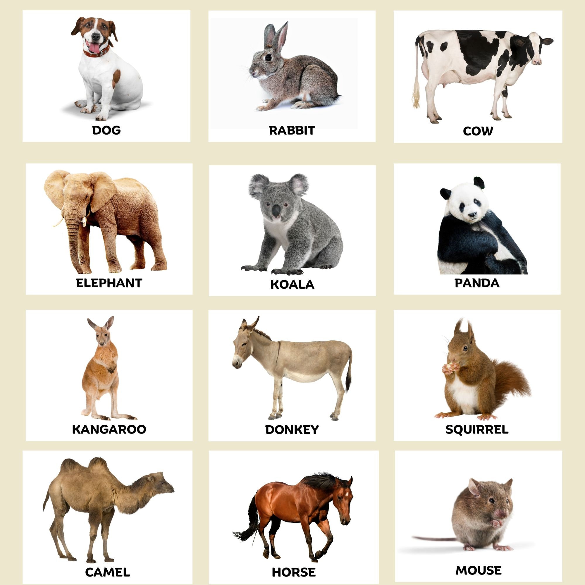 Educational Animal Flashcards for Kids | Digital Download | Learn ...