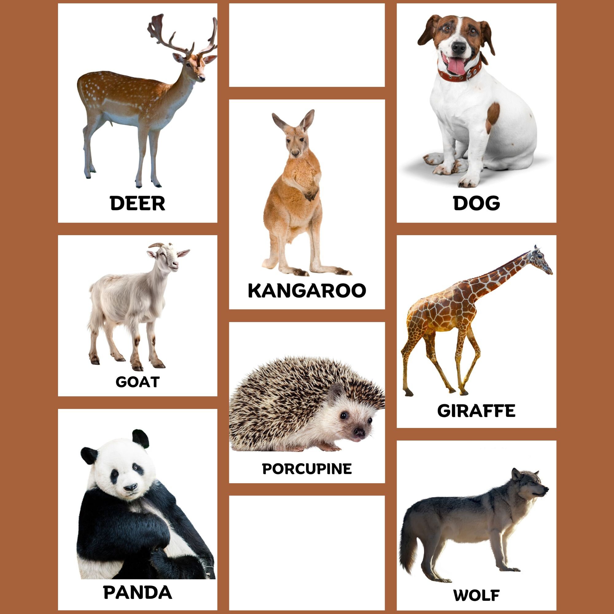 Educational Animal Flashcards for Kids | Digital Download | Learn ...