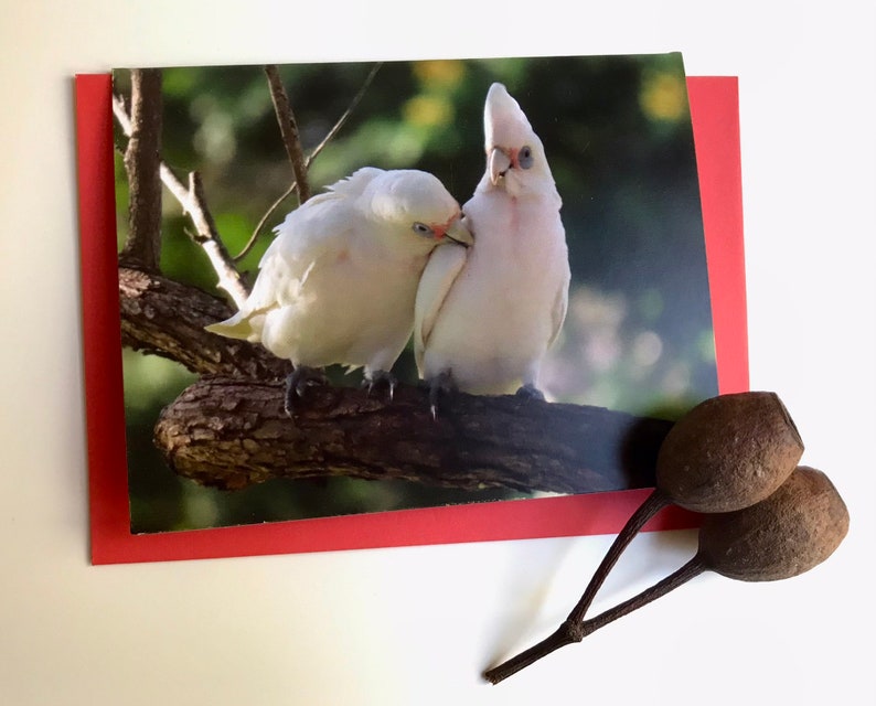 Little Corellas Australian Native Bird Portrait Cards - Etsy