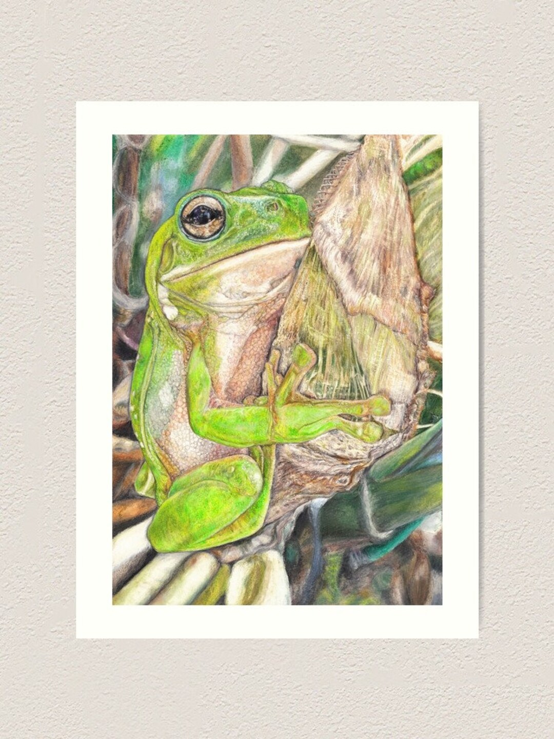 Australian Green Tree Frog Art Print Frog Art Australian Frogs Home ...