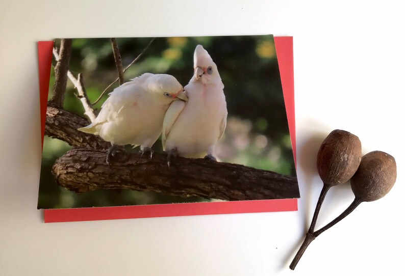 Little Corellas Australian Native Bird Portrait Cards - Etsy