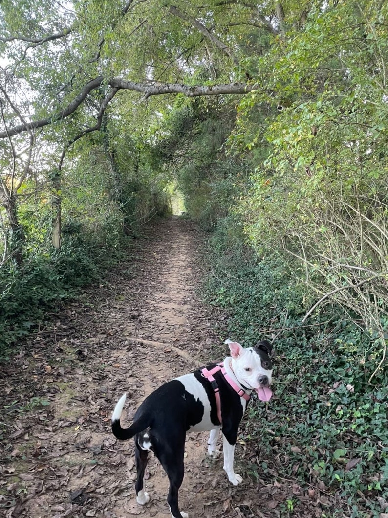 Custom Dog Rug - Etsy