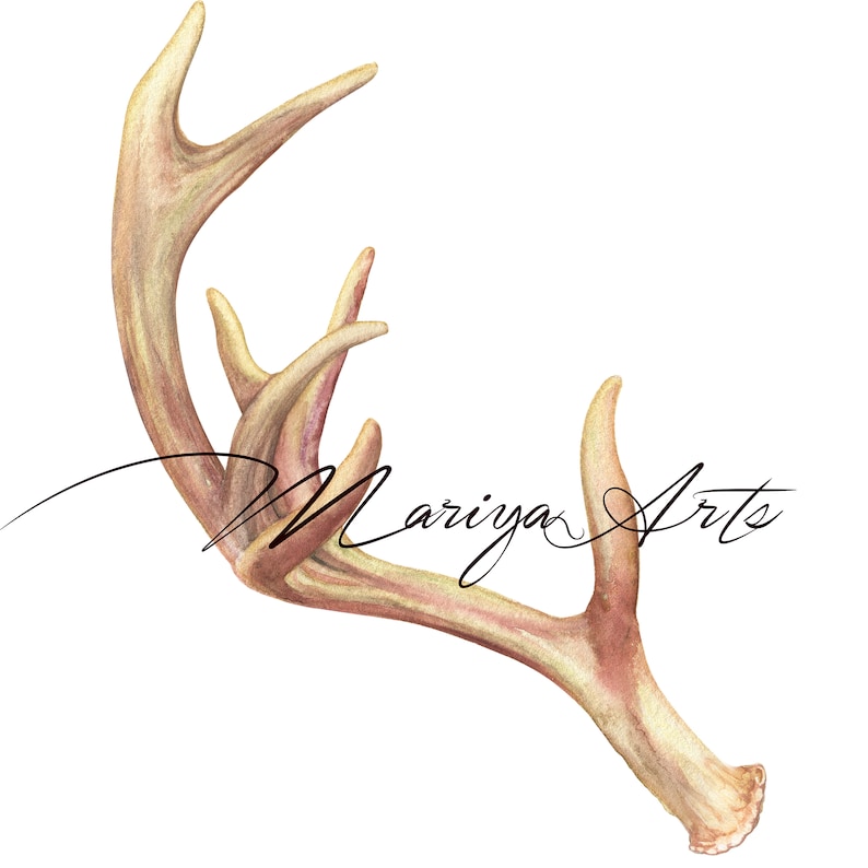 Deer Antlers Clipart PNG Realistic Watercolor Bohemian Boho Antler Hand ...