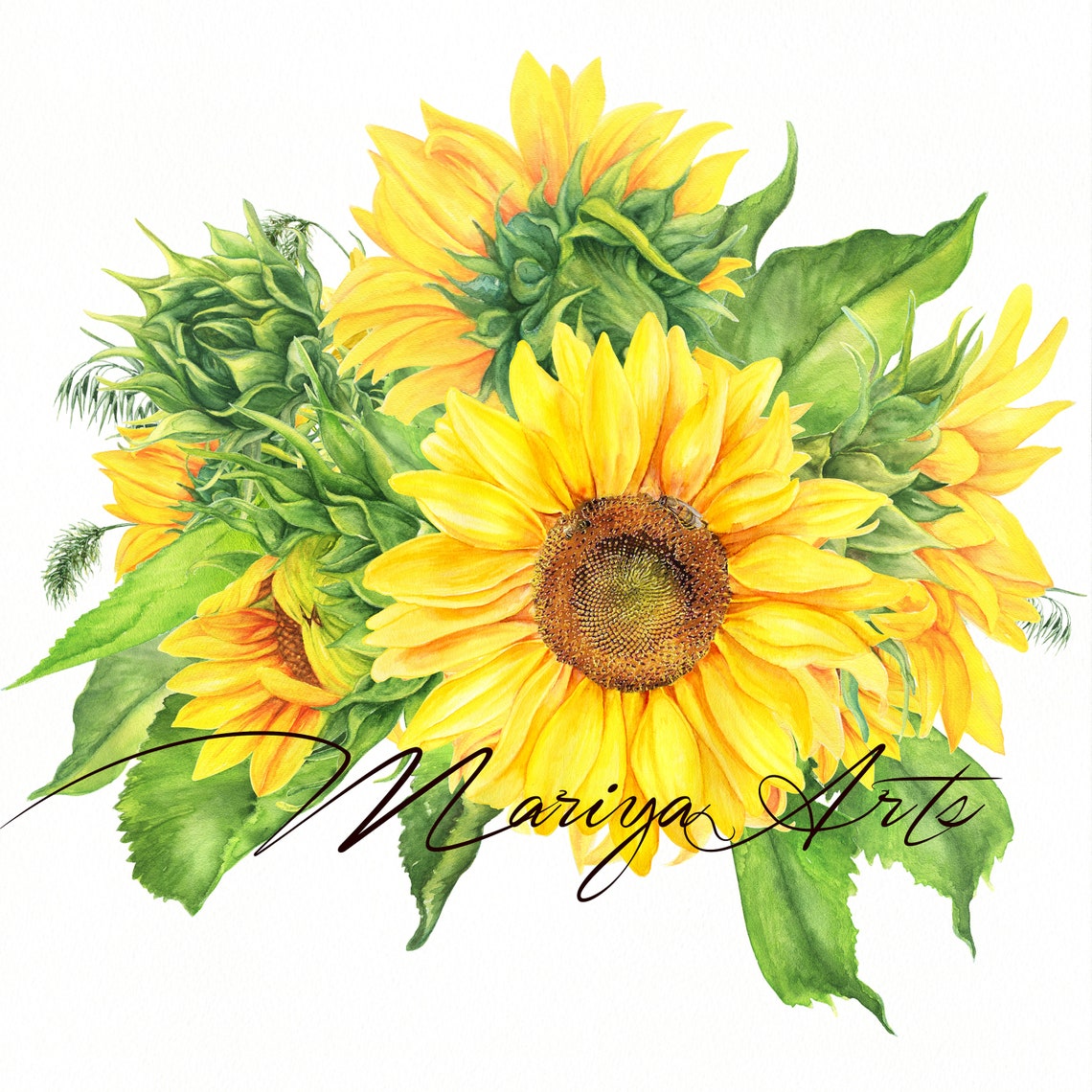 Sunflowers Watercolor Clipart PNG Flowers Frame Wreath Floral - Etsy