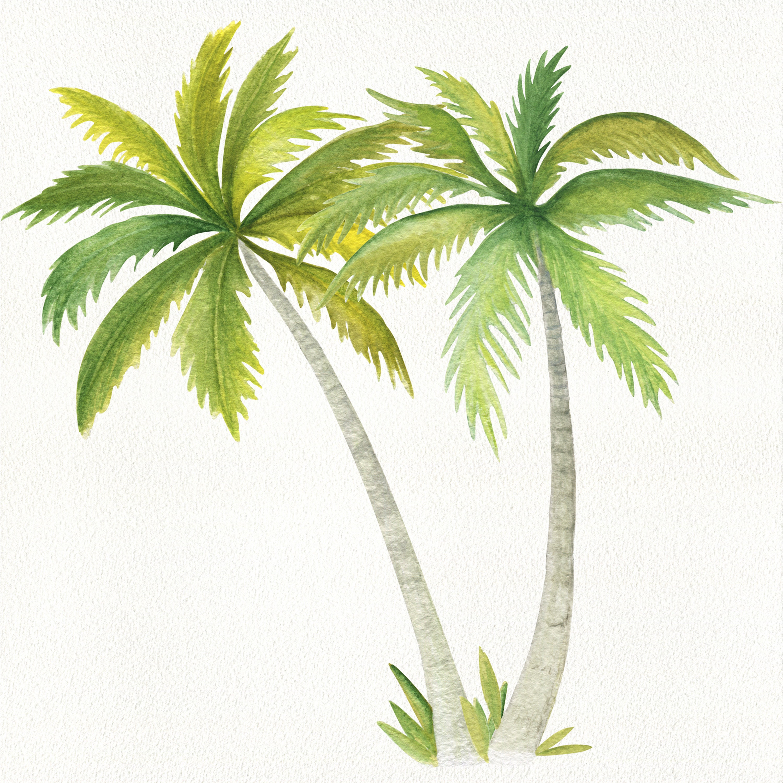 Palm Tree Clipart Watercolor Clip Art Double Palm Tree Summer - Etsy
