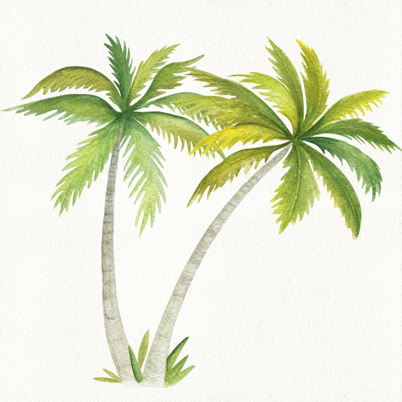 Palm Tree Clipart Watercolor Clip Art Double Palm Tree Summer - Etsy
