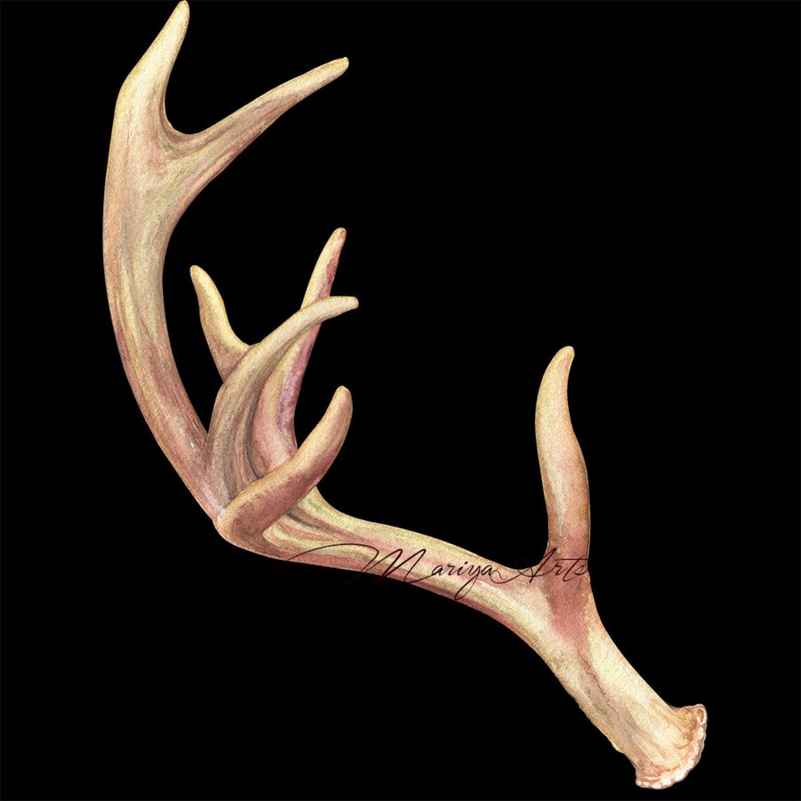 Deer Antlers Clipart PNG Realistic Watercolor Bohemian Boho Antler Hand ...