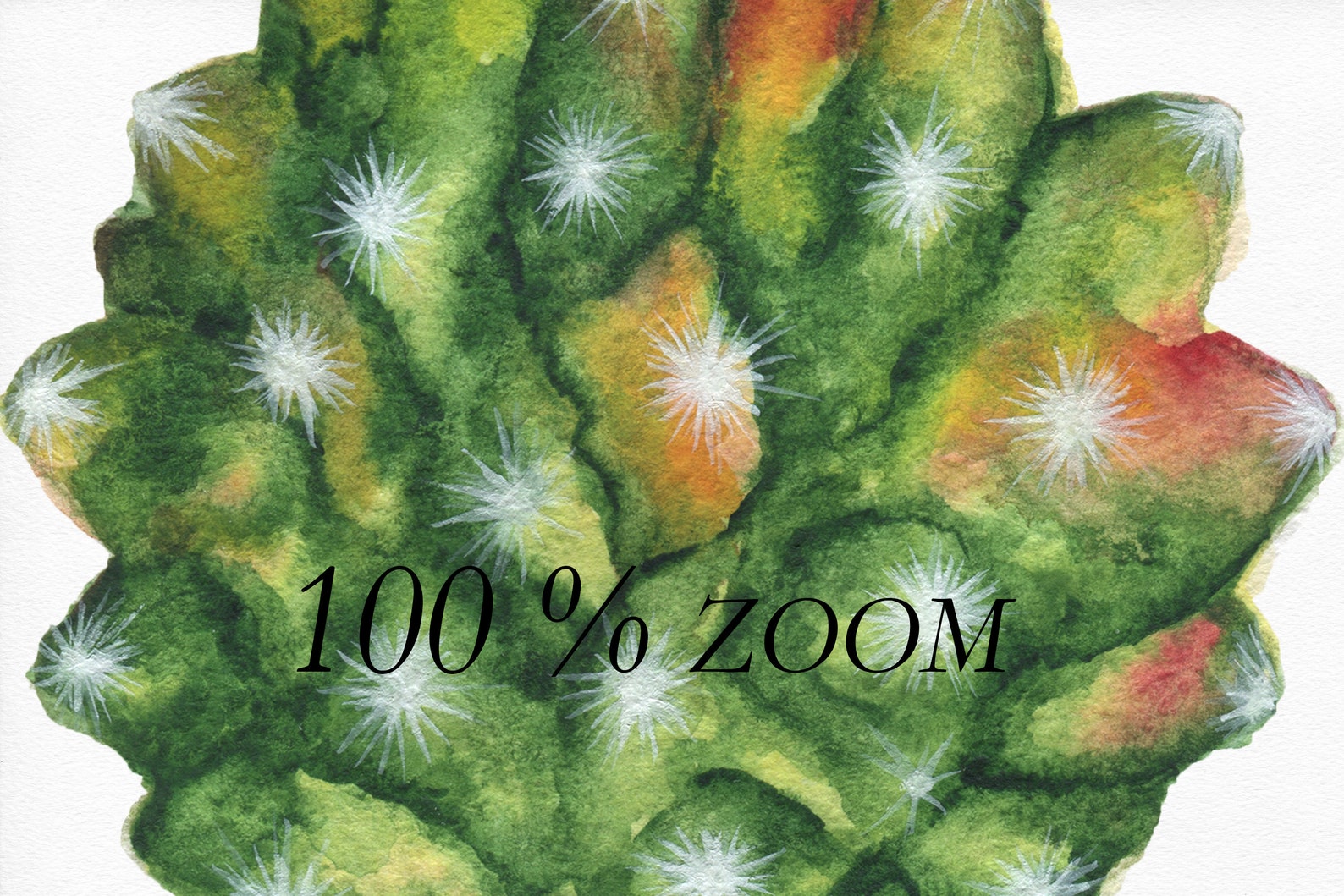 Cactus Watercolor Clipart PNG Succulent Plants Clip Art Cacti - Etsy