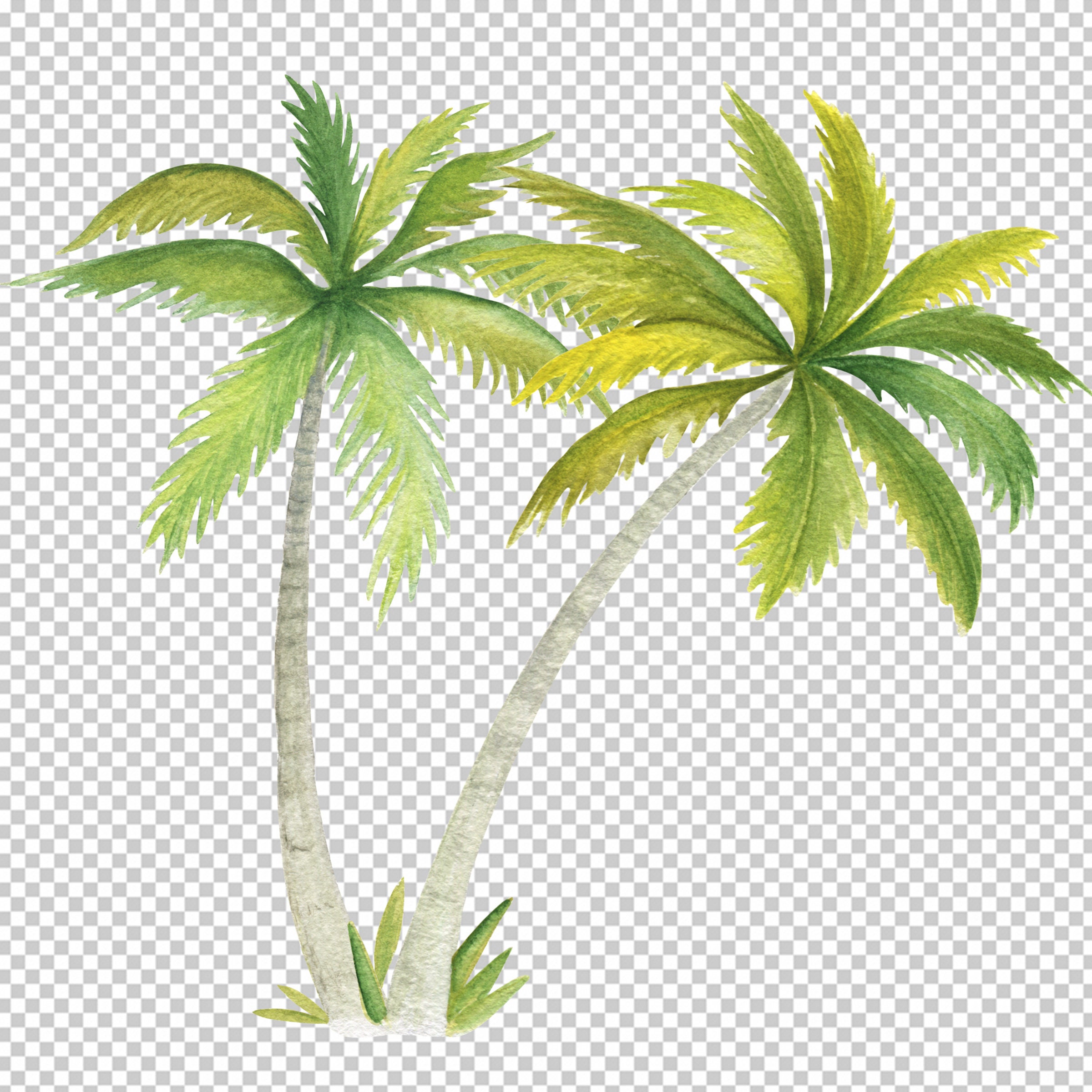 Palm Tree Clipart Watercolor Clip Art Double Palm Tree Summer Green ...