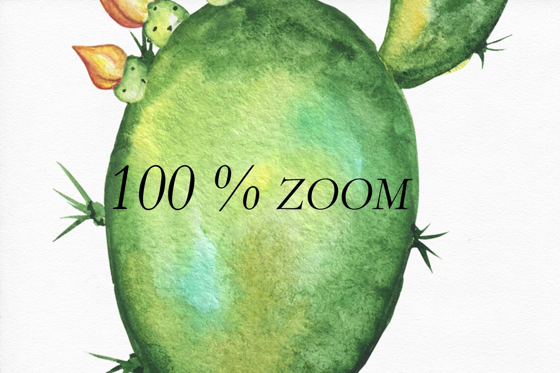 Cactus Watercolor Clipart PNG Succulent Plants Clip Art Cacti - Etsy