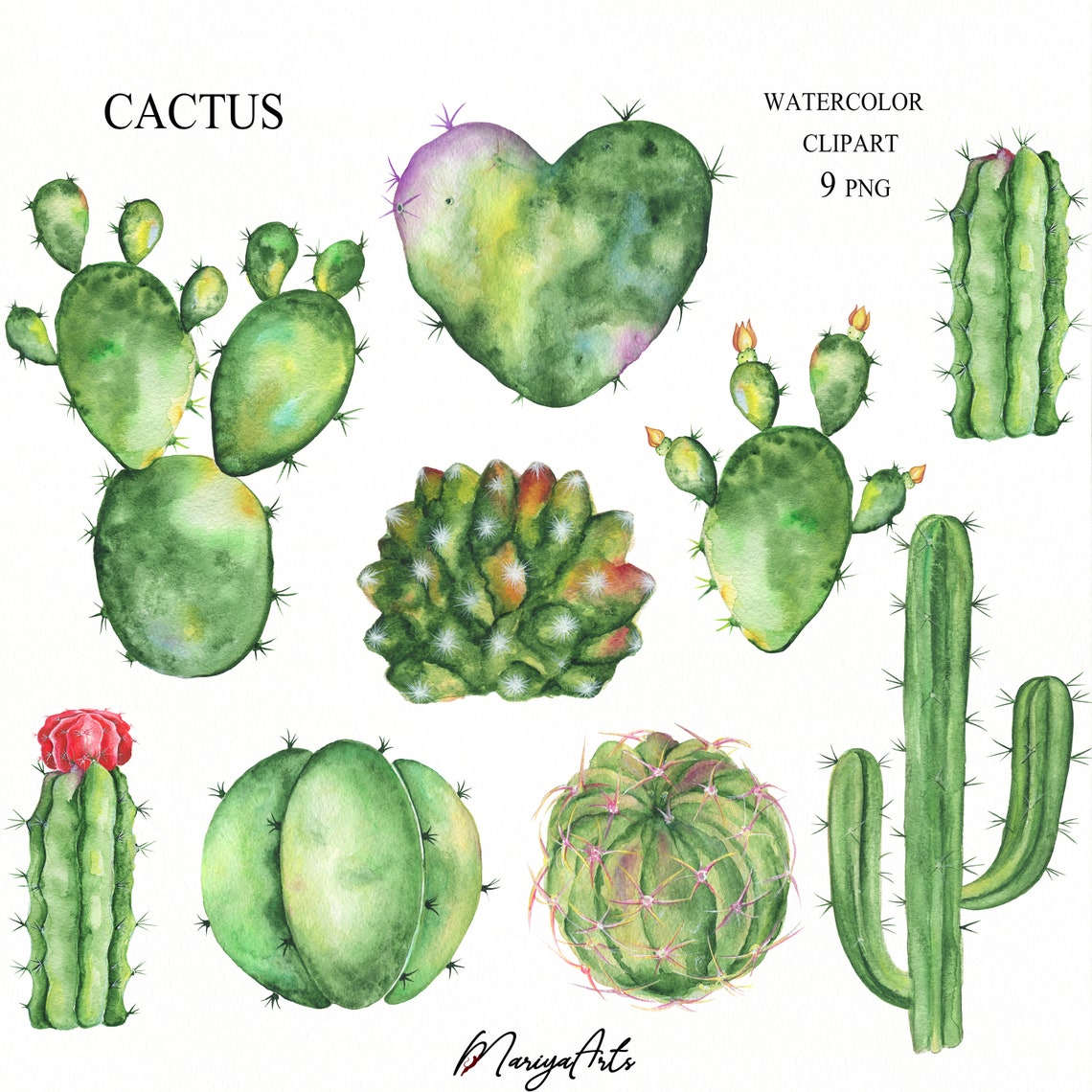 Cactus Watercolor Clipart PNG Succulent Plants Clip Art Cacti - Etsy