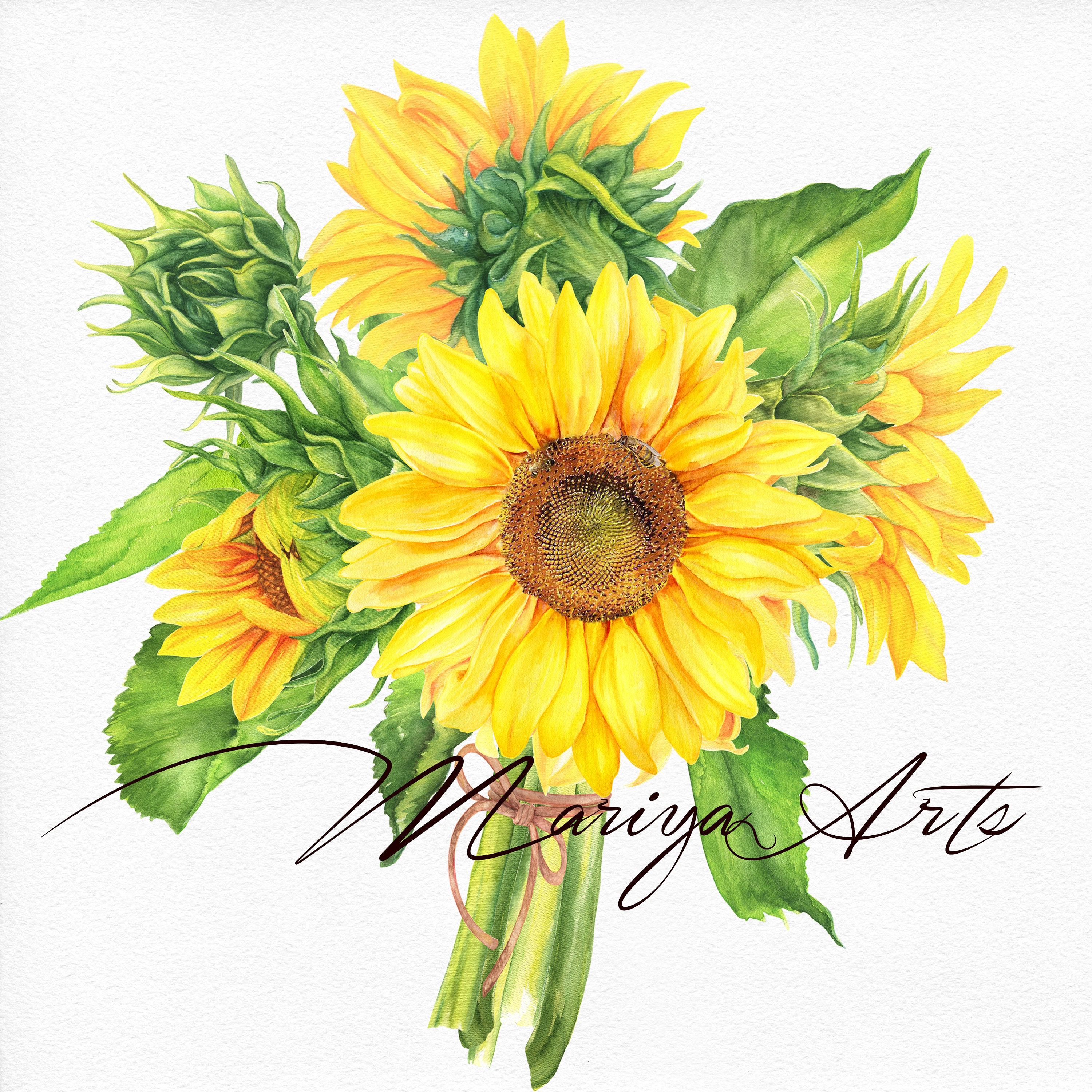 Sunflowers Watercolor Clipart PNG Flowers Frame Wreath Floral - Etsy