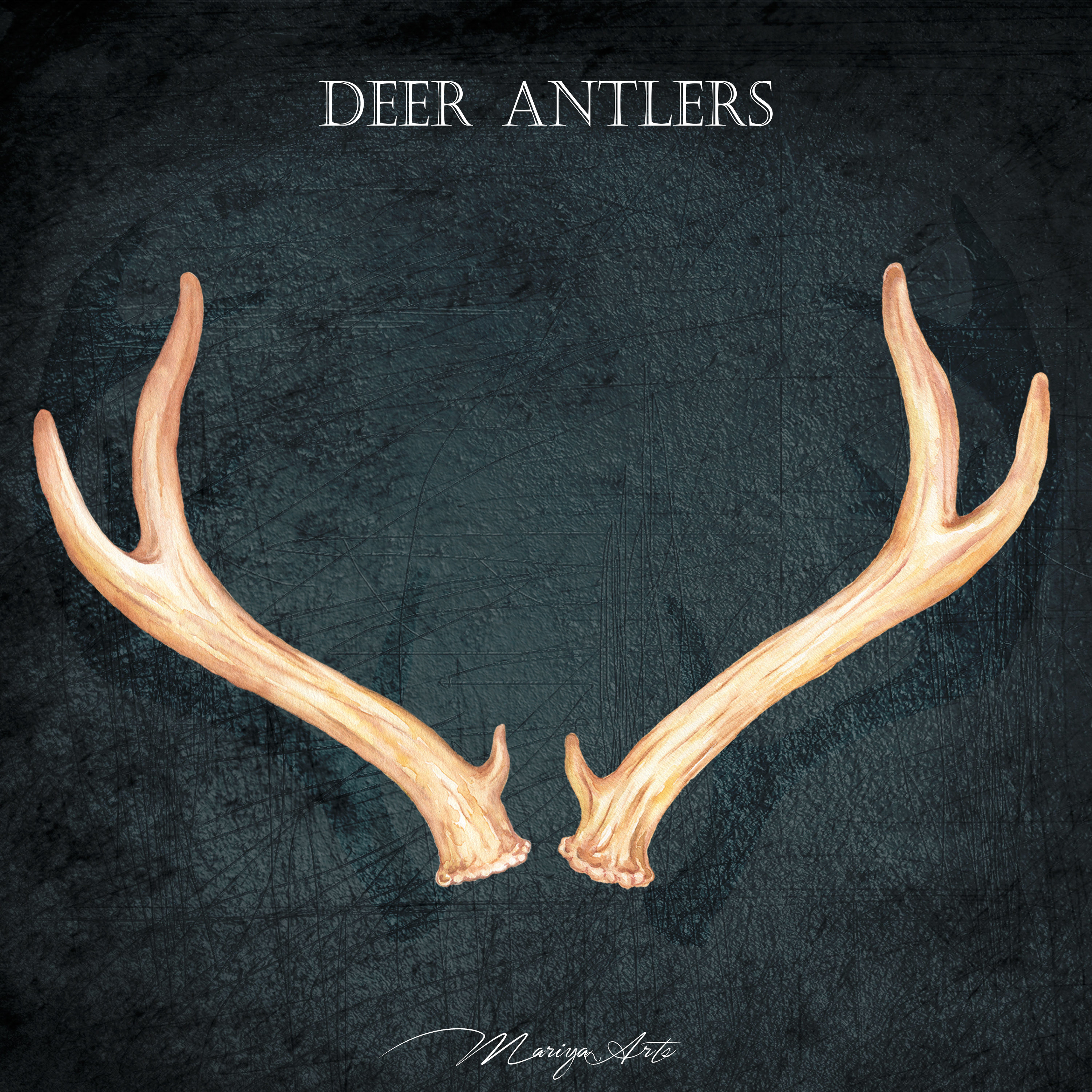 Watercolor Deer Antler Clipart PNG Horns Clip Art High-quality Hand ...