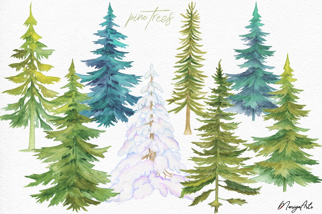 Pine Trees Watercolor Clipart Forest Tree PNG Coniferous - Etsy
