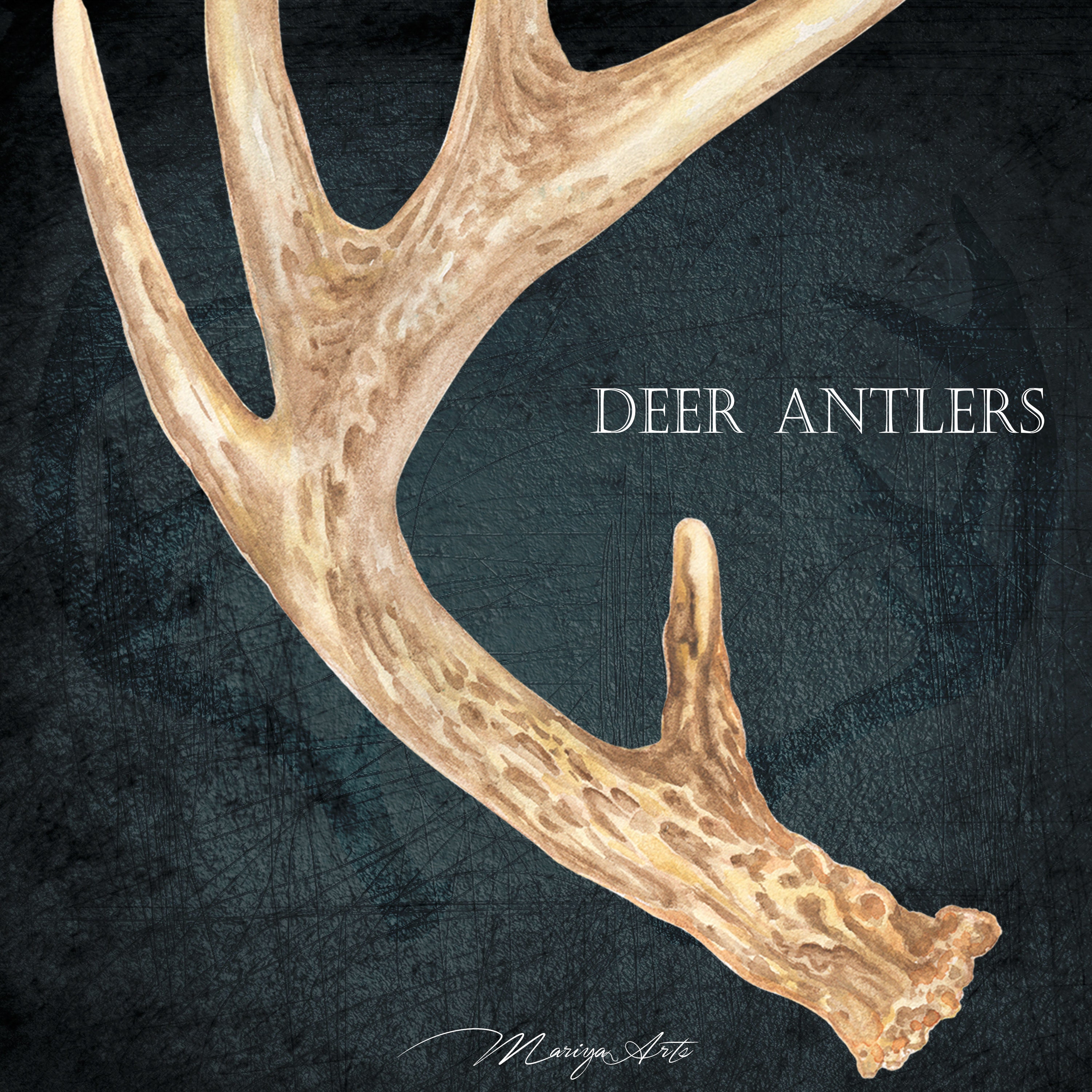 Watercolor Antler Clipart Deer PNG Bohemian Boho Horns Clip Art High ...