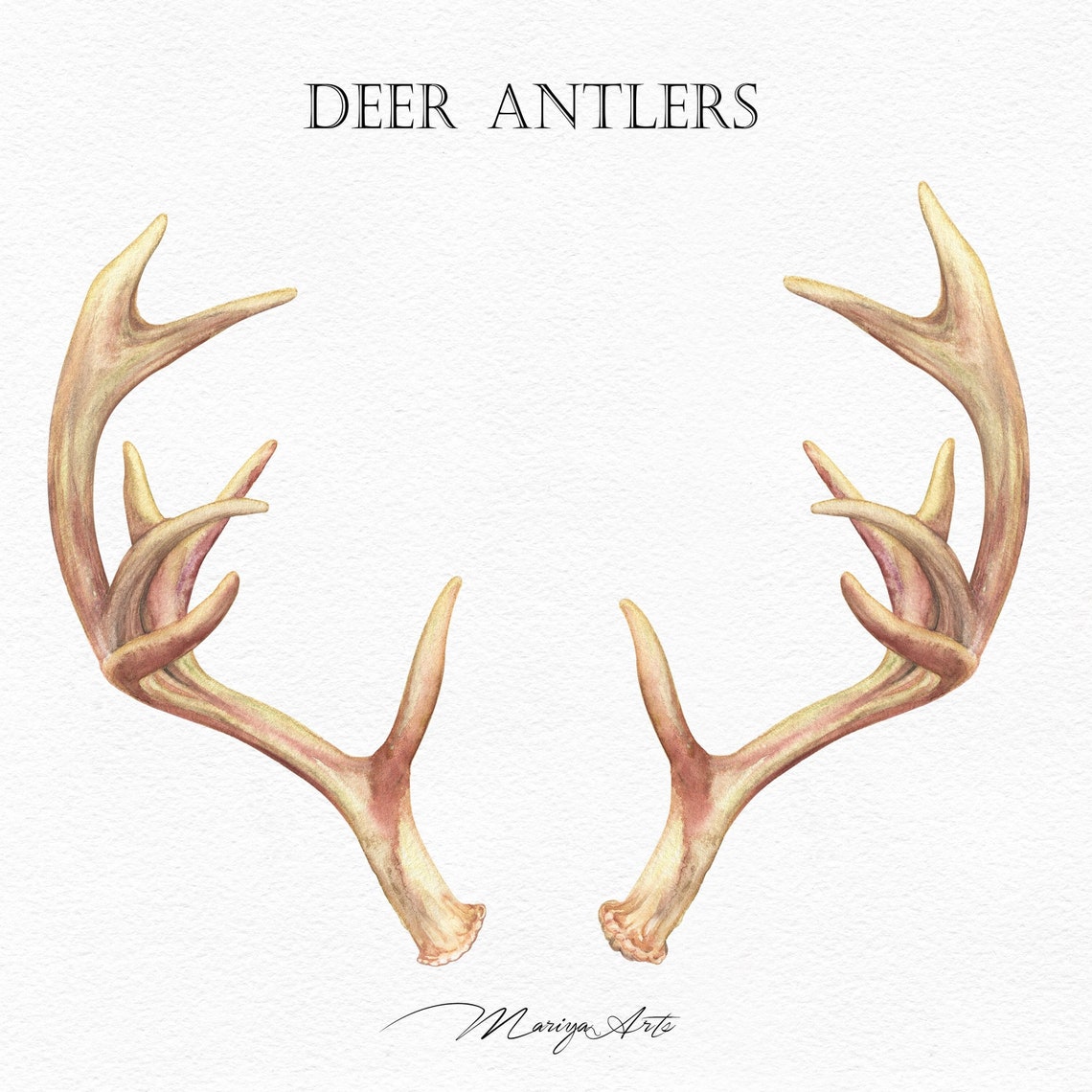 Deer Antlers Clipart PNG Realistic Watercolor Bohemian Boho Antler Hand ...