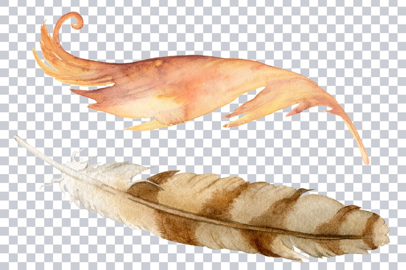 Feather Set Watercolor Clipart PNG Feathers Hand Painted Drawn - Etsy