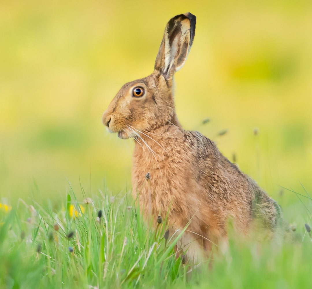 Beautiful European Brown Hare During English Summer Time - Etsy