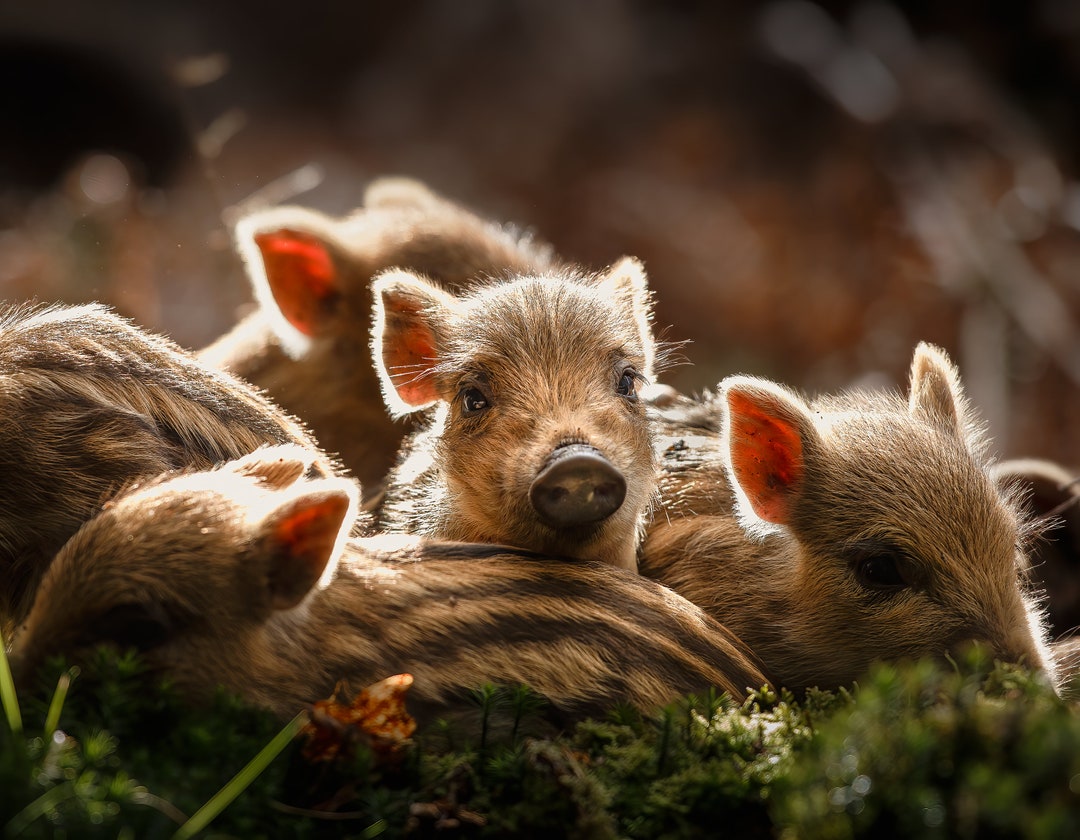 Wild Boar Piglets Wildlife Image & Frame for Sale. - Etsy