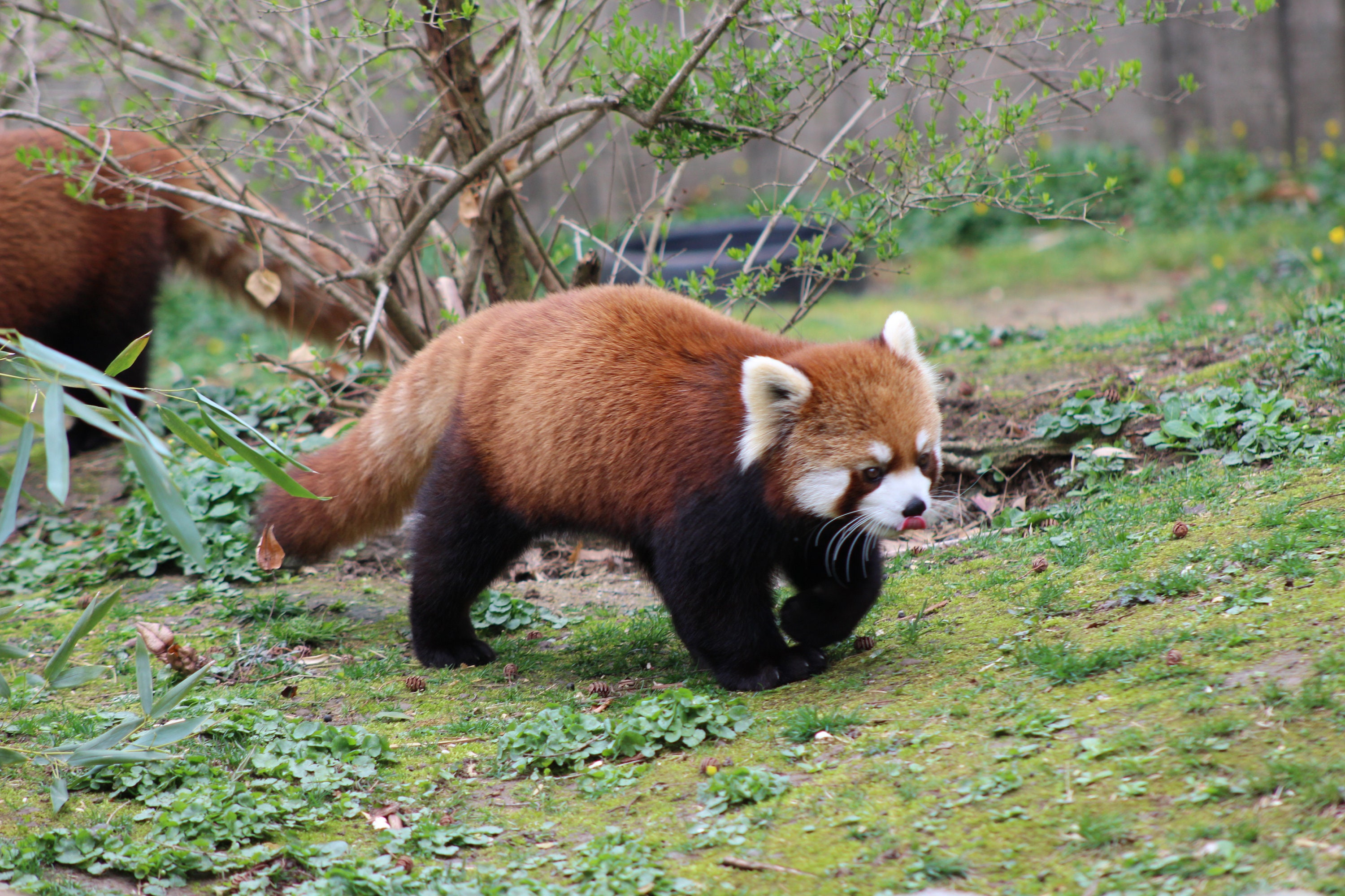 Silly Red Panda - Etsy
