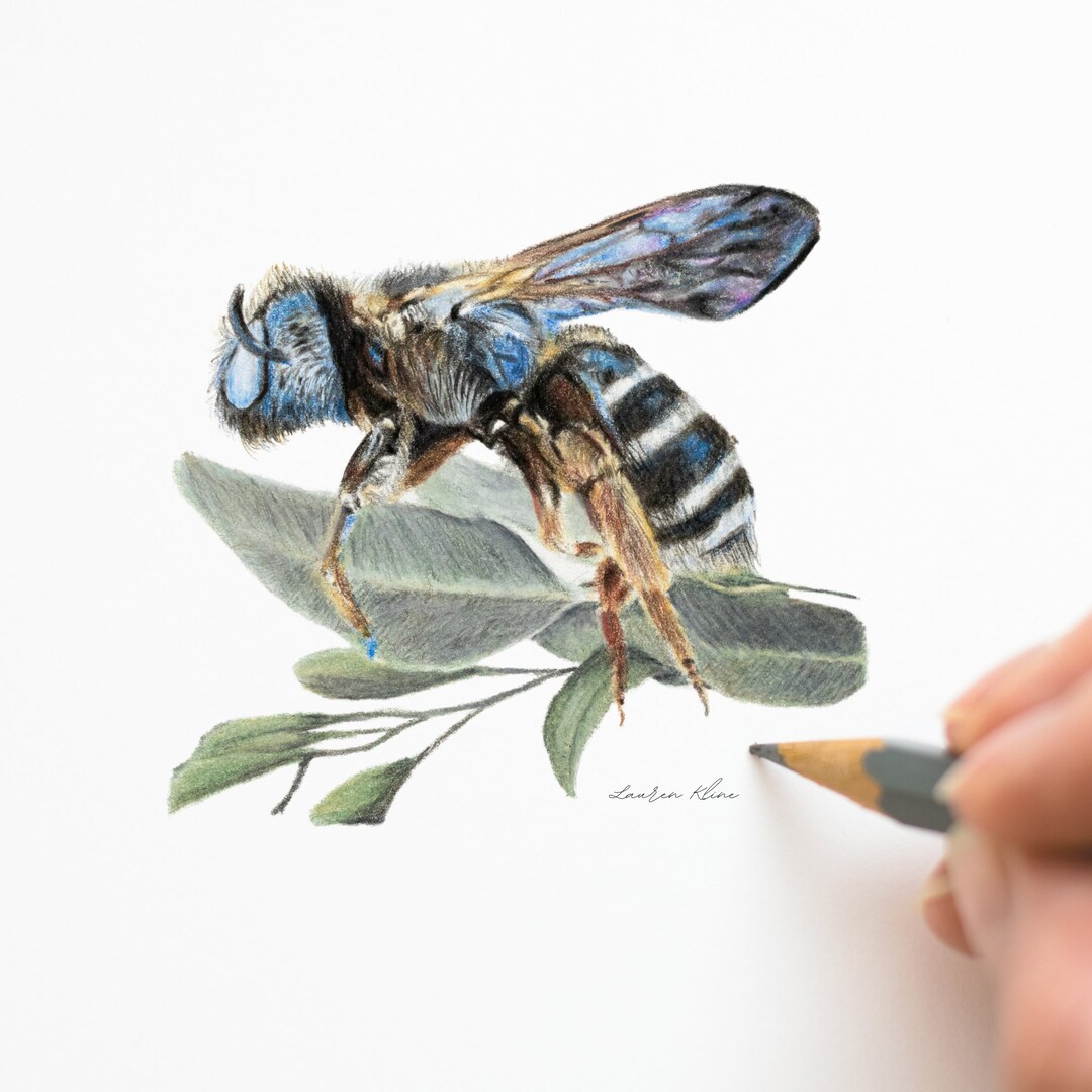 Colored Pencil Bee Art Print - Etsy