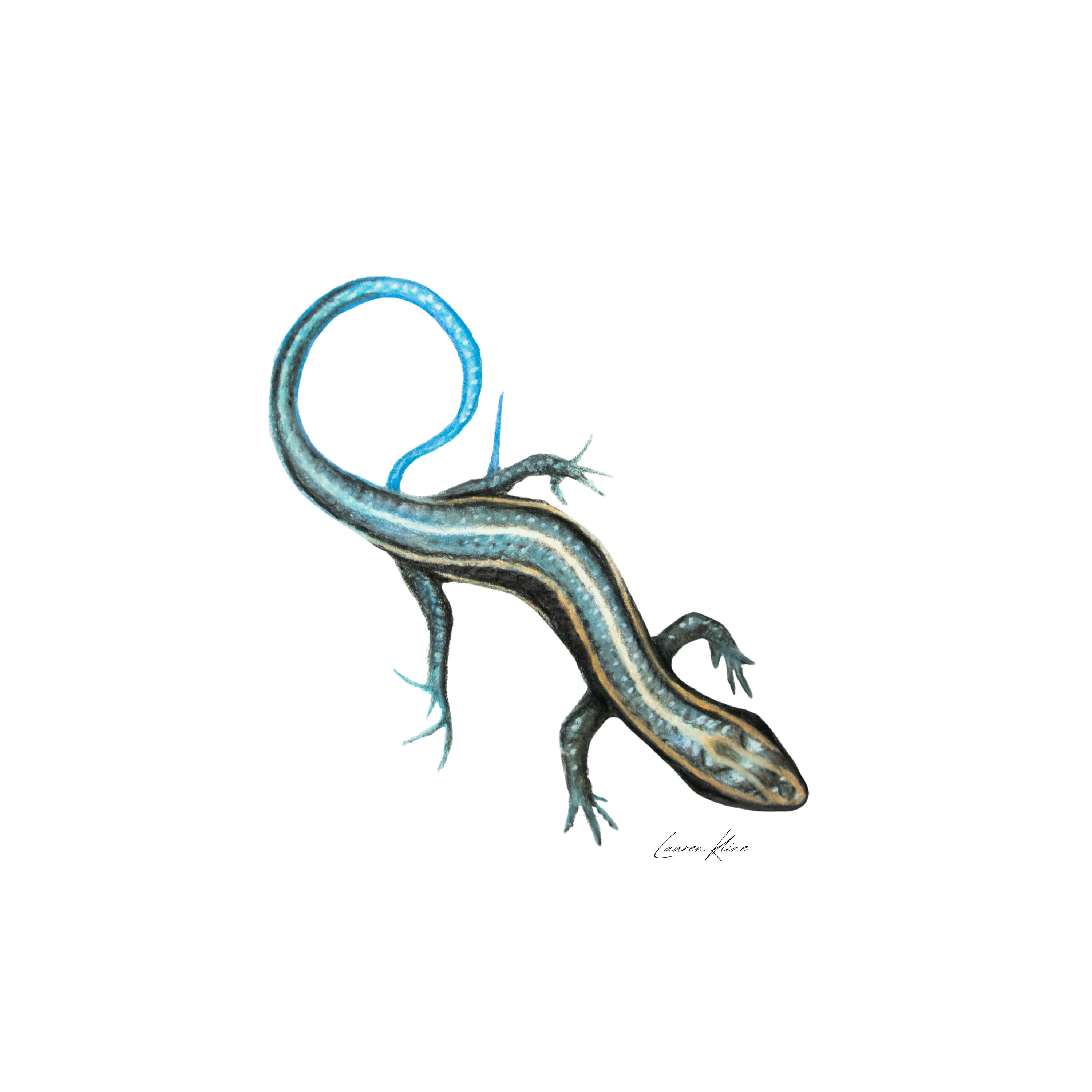 Colored Pencil Blue Tailed Skink Art Print - Etsy