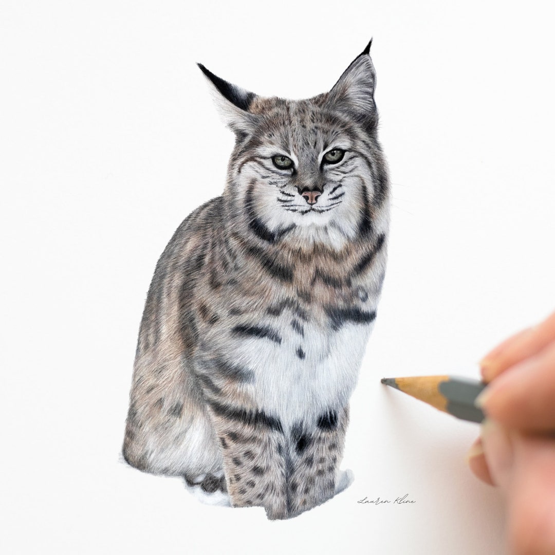 Colored Pencil Bobcat Art Print - Etsy