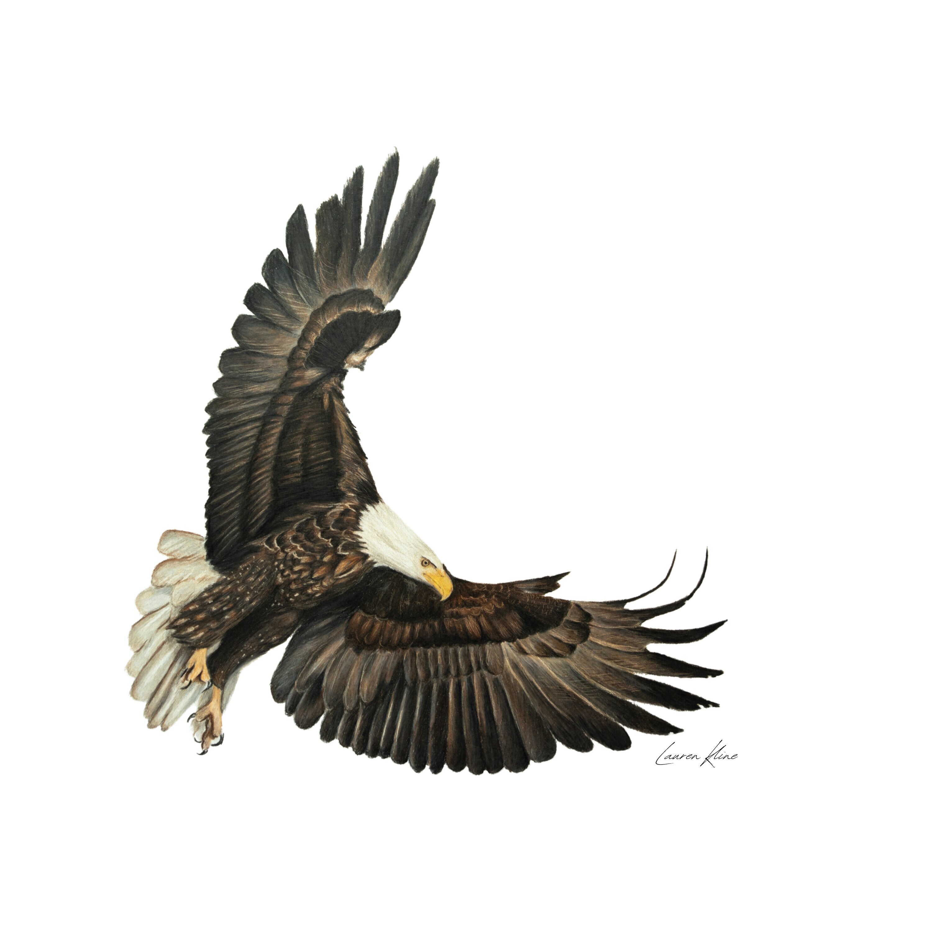 Colored Pencil Bald Eagle Art Print - Etsy