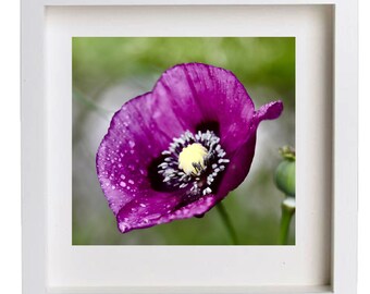 Poppy Box Frame - Etsy