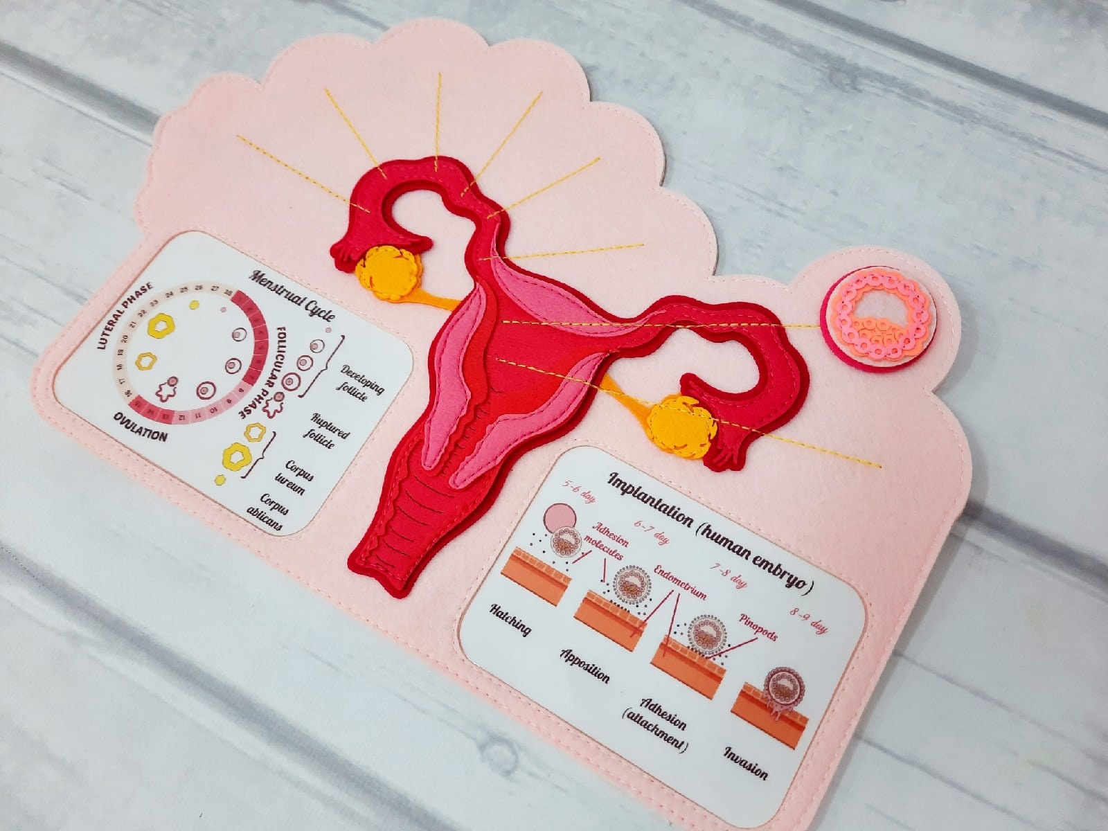 FEMALE FERTILIZATION, Human Anatomy, Educational Toy, Reproductive ...