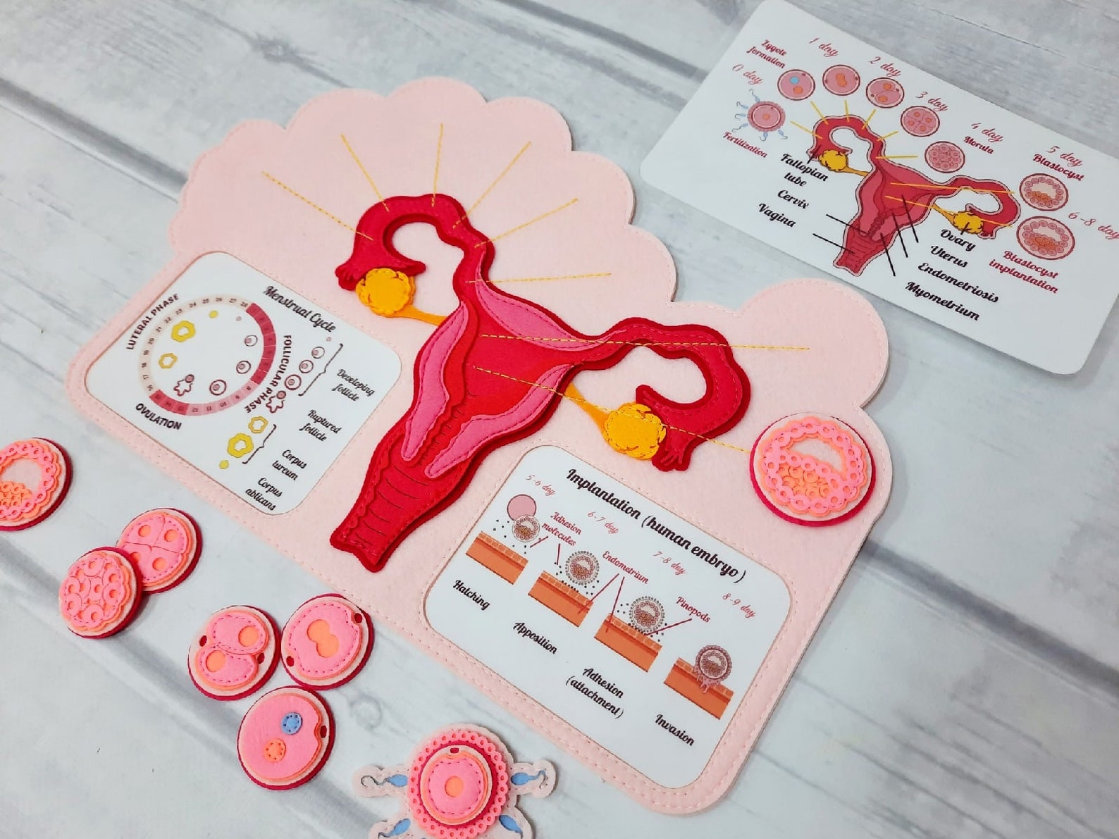 FEMALE FERTILIZATION Human Anatomy Educational Toy - Etsy