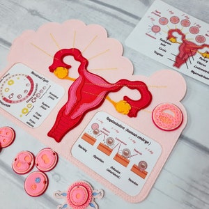 FEMALE FERTILIZATION, Human Anatomy, Educational Toy, Reproductive ...