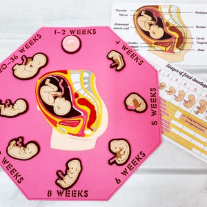 DEVELOPMENT HUMAN EMBRYO, Anatomy Board, Fetal Development ...