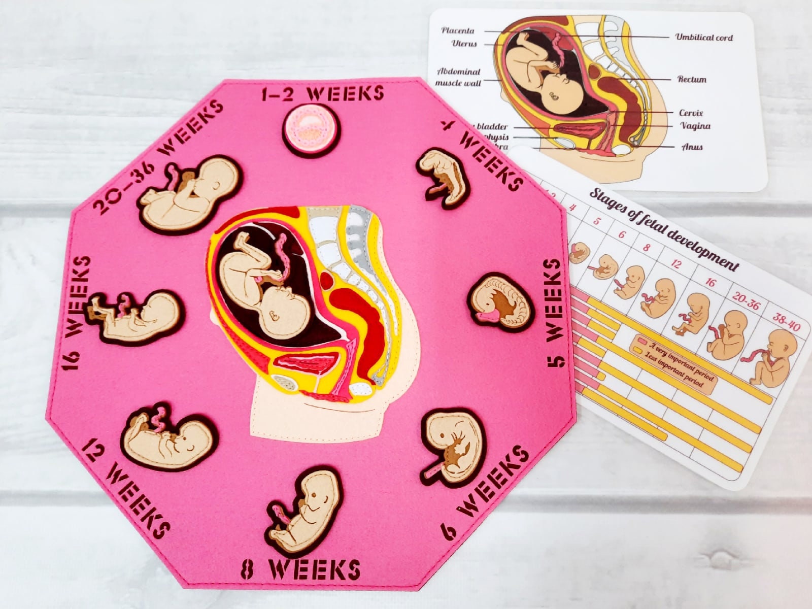 DEVELOPMENT HUMAN EMBRYO, Anatomy Board, Fetal Development ...