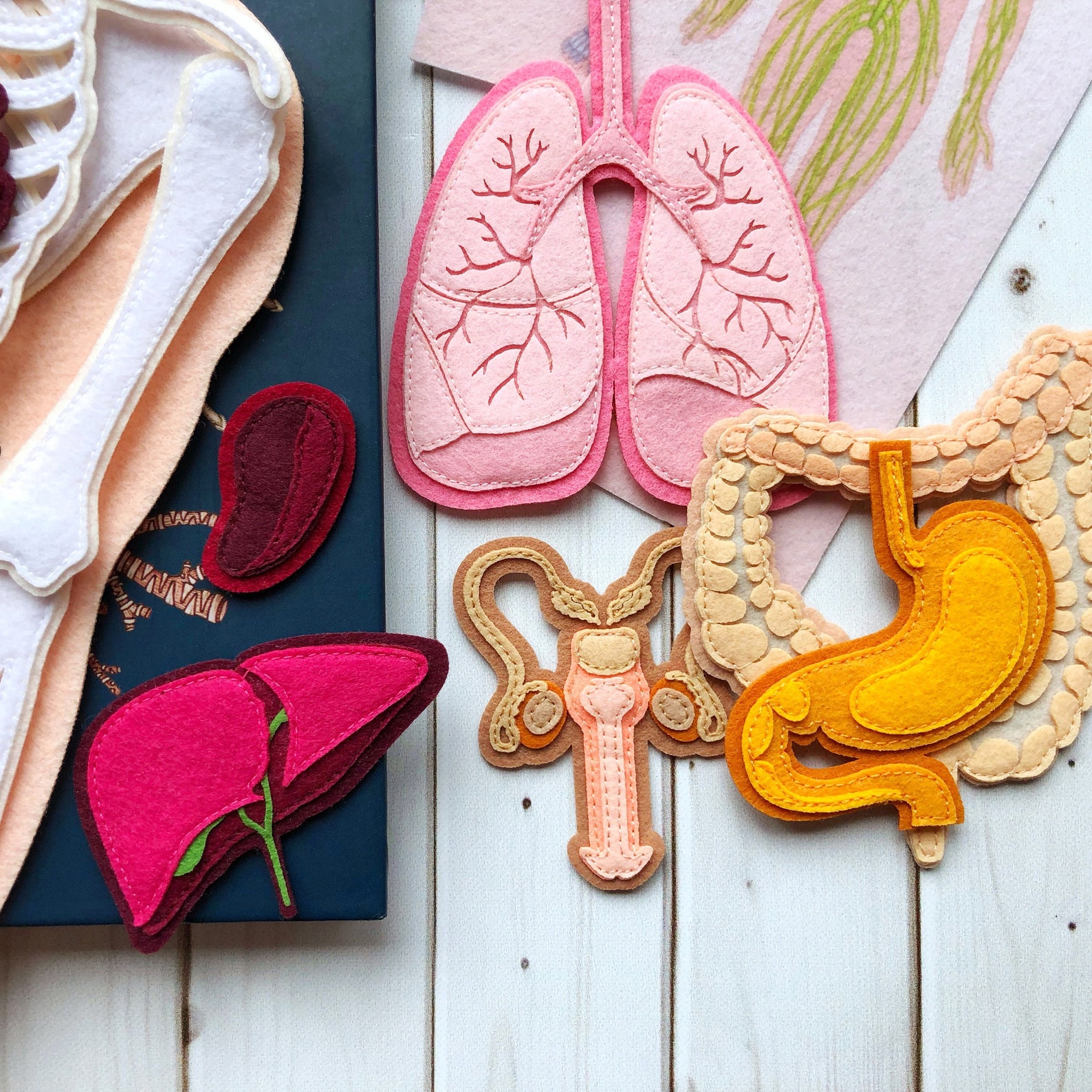 Anatomy Board FULL SET skeleton and Organsextra Large - Etsy