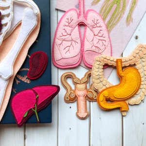 Anatomy Board, FULL SET skeleton and Organs,extra Large Human Anatomy ...