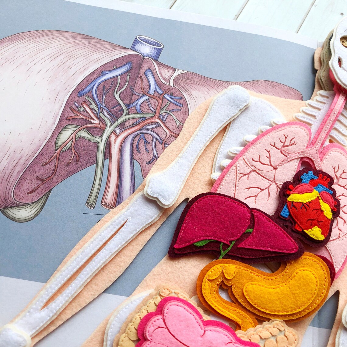 Anatomy Board FULL SET skeleton and Organsextra Large - Etsy UK