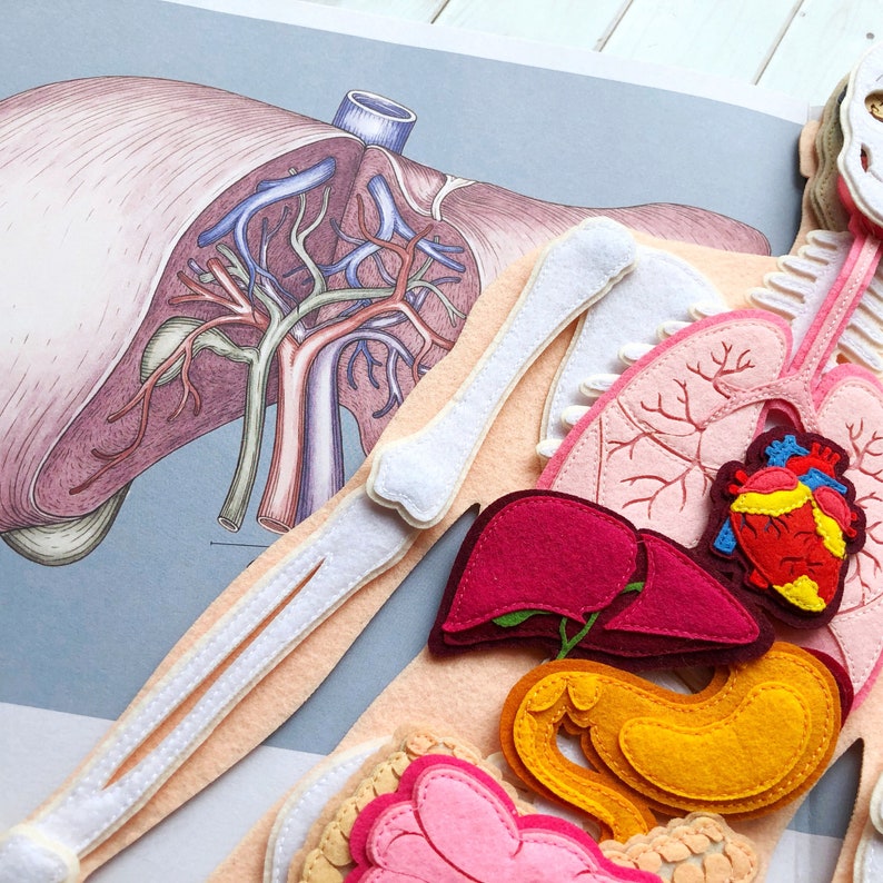 Anatomy Board FULL SET skeleton and Organsextra Large - Etsy