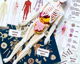 FULL SET skeleton and Organs,laser Cut Parts,large Human Anatomy ...