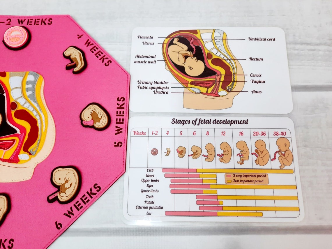 DEVELOPMENT HUMAN EMBRYO Anatomy Board Fetal Development - Etsy