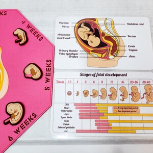 DEVELOPMENT HUMAN EMBRYO, Anatomy Board, Fetal Development ...
